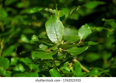 7,603 imágenes de Sallow tree - Imágenes, fotos y vectores de stock ...