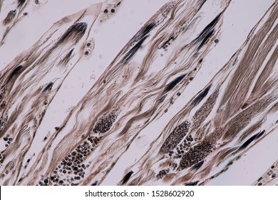 Education Grasshopper Testis Under Microscope Lab Foto de stock ...