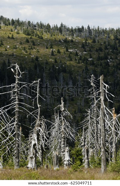 Effect Environmental Pollution Dead Tree Giant Stock Photo 625049711 ...