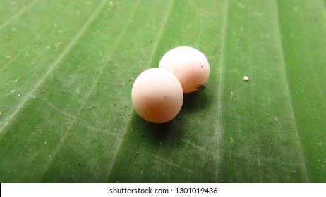 357 imagens de Lizard eating eggs Imagens, fotos stock e vetores ...