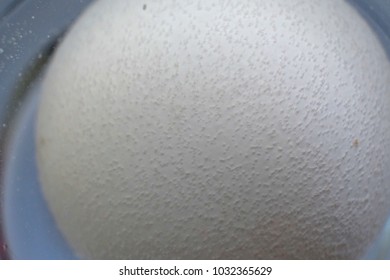 Egg Shell Dissolves Acetic Acid Stock Photo 1032365629 | Shutterstock