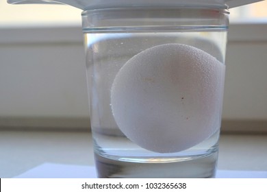 Egg Shell Dissolves Acetic Acid Stock Photo 1032365638 | Shutterstock