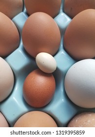 Egg Size Comparison Stock Photo 1319395859 | Shutterstock