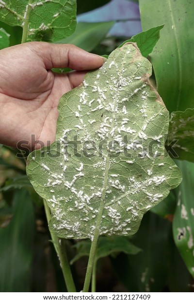 Eggplant Leaves Affected By Aphids Brevicoryne Stock Photo 2212127409 ... Eggplant Leaves Affected By Aphids Brevicoryne Stock Photo 2212127409 ...