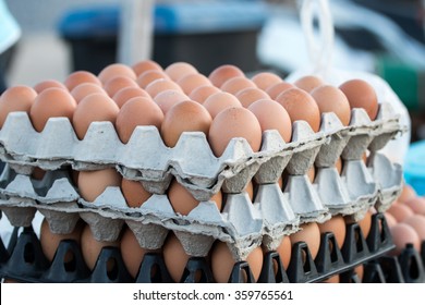 18,551 Egg layer Stock Photos, Images & Photography | Shutterstock