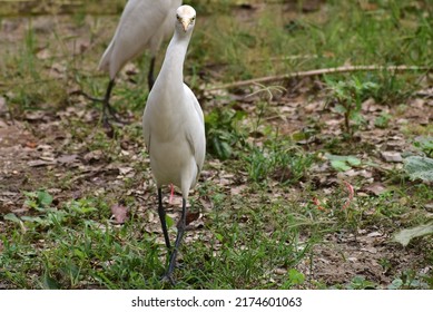 69,794 Bird staring Images, Stock Photos & Vectors | Shutterstock