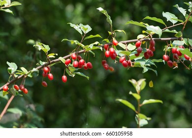 Elaeagnus Multiflora Stock Photo 660105958 | Shutterstock