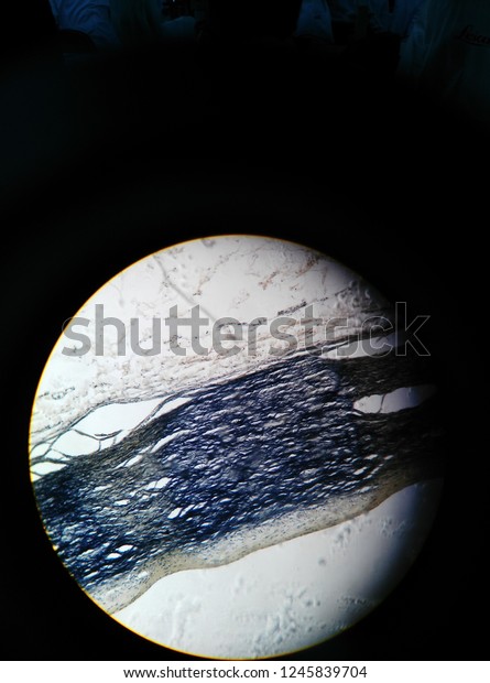 Elastic Artery On Microscope View Stock Photo 1245839704 | Shutterstock