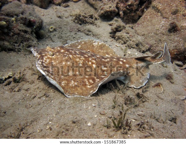 Electric Ray Stock Photo (Edit Now) 151867385