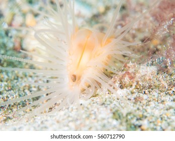 31 Disco clam Images, Stock Photos & Vectors | Shutterstock