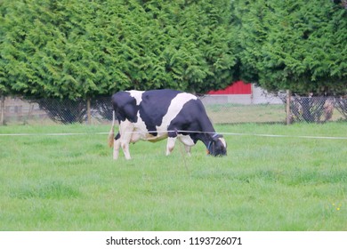 Electrified String Cable Used Keep Grazing Stock Photo 1193726071 ...