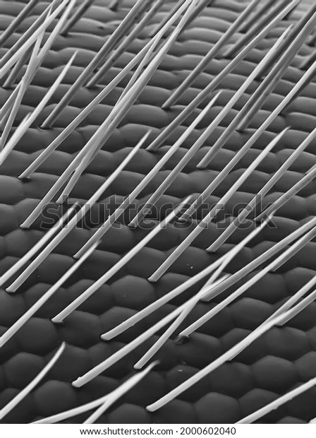 Electron Microscope Photo Bees Head Eye Stock Photo (Edit Now) 2000602040