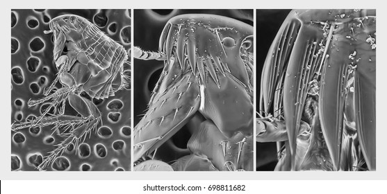 156 Siphonaptera Images, Stock Photos & Vectors | Shutterstock