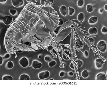 472 Flea microscope Images, Stock Photos & Vectors | Shutterstock