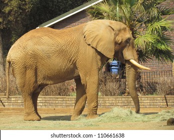 762 Elephant head side face Images, Stock Photos & Vectors | Shutterstock