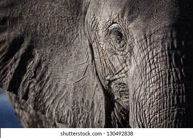 9,850 Elephants zimbabwe Images, Stock Photos & Vectors | Shutterstock