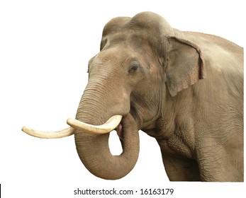 Elephant Stock Photo 16163179 | Shutterstock