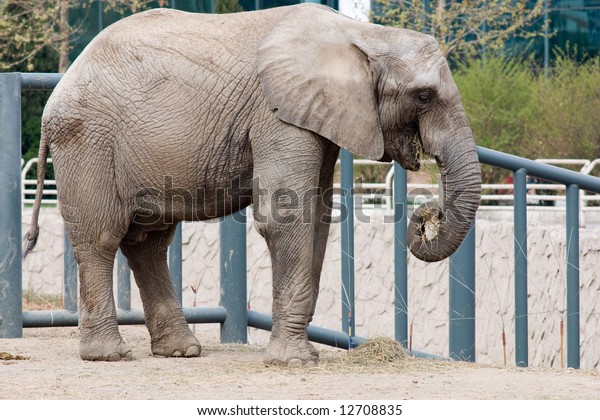 Elephant Stock Photo 12708835 | Shutterstock