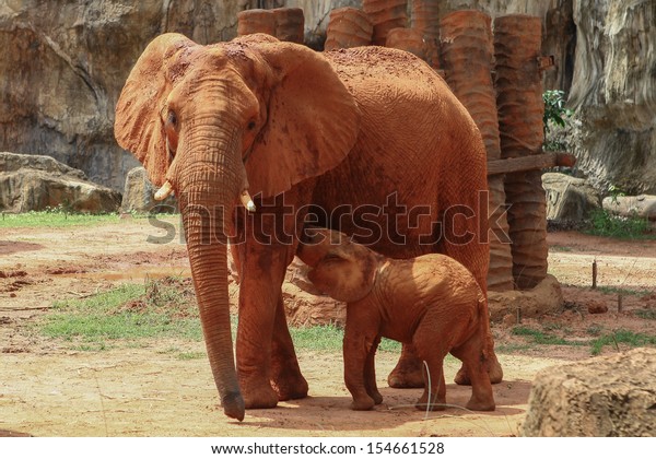 Elephant Stock Photo 154661528 | Shutterstock