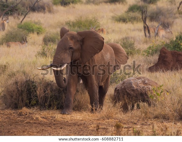 Elephant Stock Photo 608882711 | Shutterstock