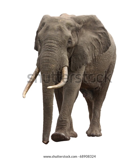 Elephant Approaching Stock Photo 68908324 | Shutterstock
