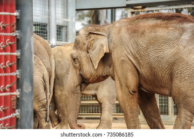Elephant Captivity Stock Photo 735086185 | Shutterstock