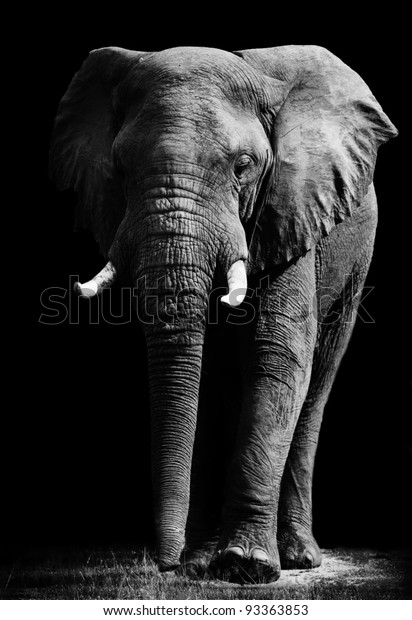 Elephant Dark Background Stock Photo (Edit Now) 93363853