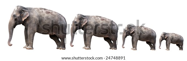 Elephant Evolution Stock Photo 24748891 | Shutterstock