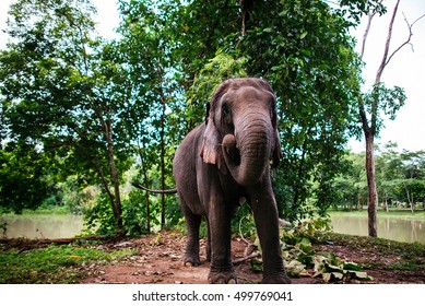 Elephant Front Elevation Stock Photo 499769041 | Shutterstock
