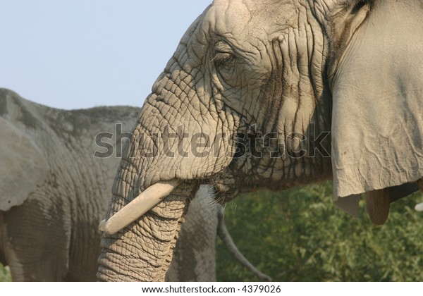 Elephant Head Side Stock Photo 4379026 | Shutterstock