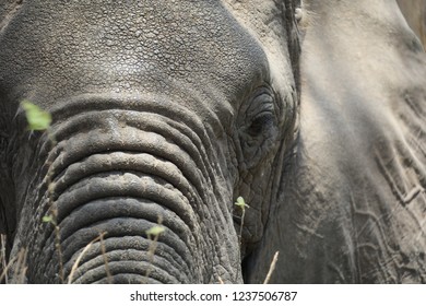 Elephant Looking Camera Stock Photo (Edit Now) 1237506787