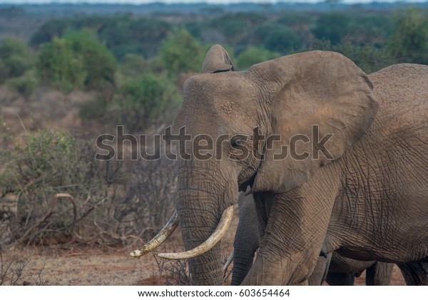 Elephant Matriarch Stock Photo (Edit Now) 603654464