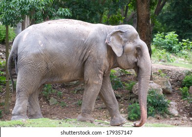 Elephant Moving Stock Photo 179357147 | Shutterstock