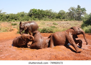 Elephant Playing Mud Stock Photo 749820172 | Shutterstock