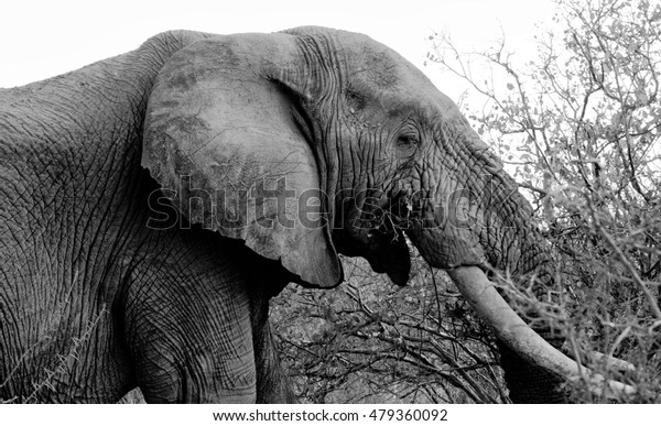 Elephant Pulling Down Tree Kruger National Stock Photo 479360092 ...