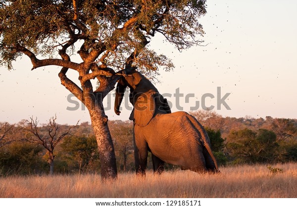 Elephant Push Marula Tree High Leaves Stock Photo (Edit Now) 129185171