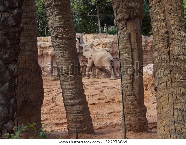 Elephant Seen Behind Tree Stock Photo 1322973869 | Shutterstock