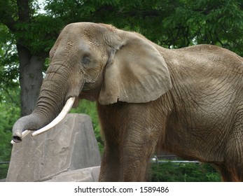 Elephant Side View Stock Photo 1589486 | Shutterstock