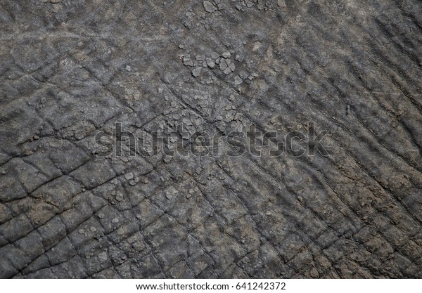Elephant Skin Pattern Stock Photo 641242372 | Shutterstock