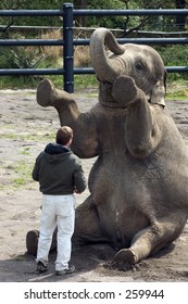 4,070 Elephant training Images, Stock Photos & Vectors | Shutterstock