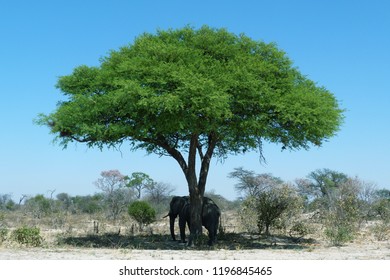 Elephant Under Tree Stock Photo 1196845465 | Shutterstock