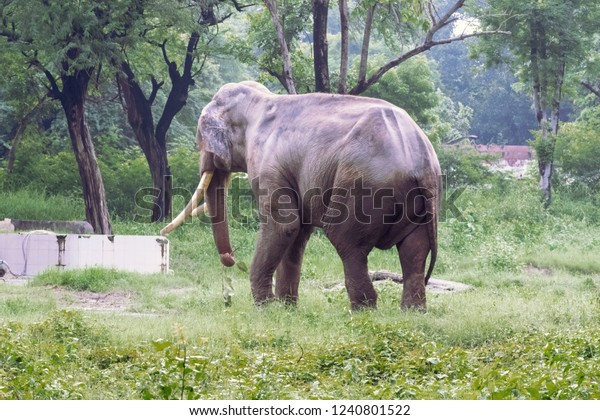 Elephant Walking Alone Stock Photo 1240801522 | Shutterstock