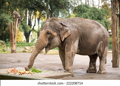 1,179 Elephant eating fruit Images, Stock Photos & Vectors | Shutterstock