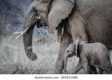 4,296 Elephant grow Images, Stock Photos & Vectors | Shutterstock