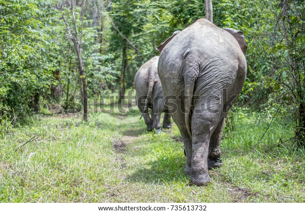 Elephants Back Side Stock Photo 735613732 | Shutterstock
