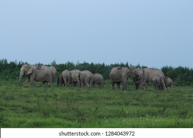 Elephants Dooars Stock Photo 1284043972 | Shutterstock