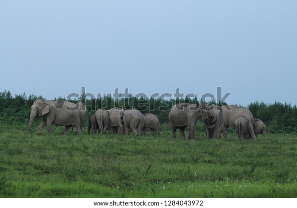 Elephants Dooars Stock Photo 1284043972 | Shutterstock