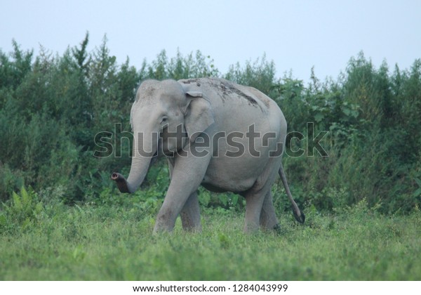 Elephants Dooars Stock Photo 1284043999 | Shutterstock