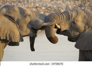 Elephants Namibia Stock Photo 19738570 | Shutterstock
