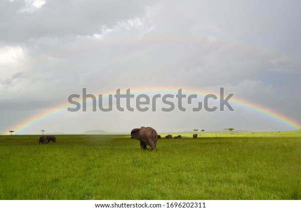 Elephants Rainbow Background Stock Photo 1696202311 | Shutterstock